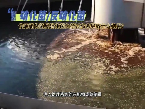 使用硝化菌反硝化菌负荷过高会导致什么结果?