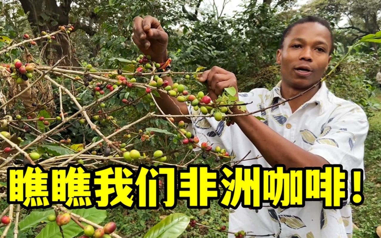 都说非洲穷?看看这满山咖啡树,在国内都少见!