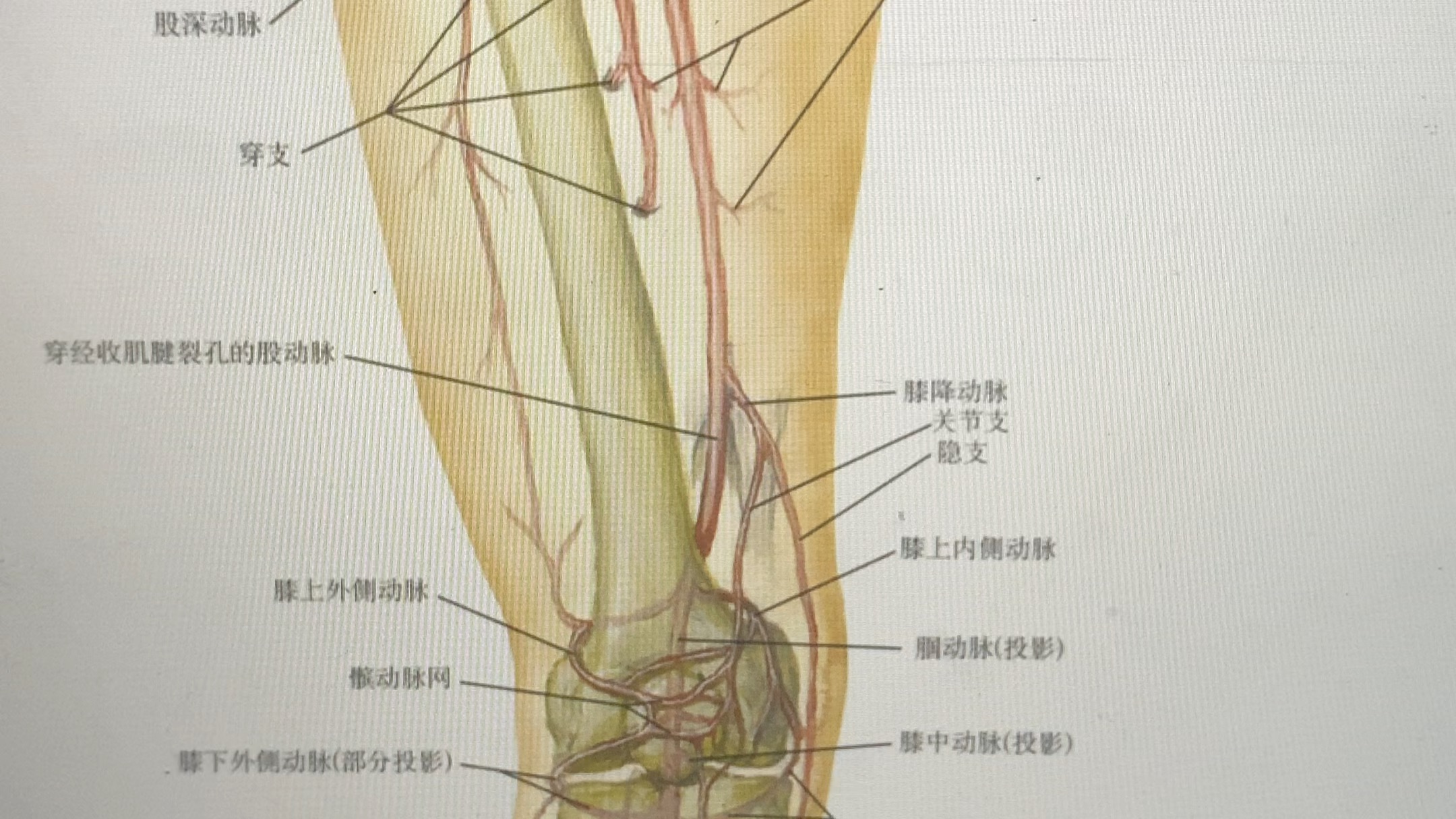 膝关节动脉网组成和意义