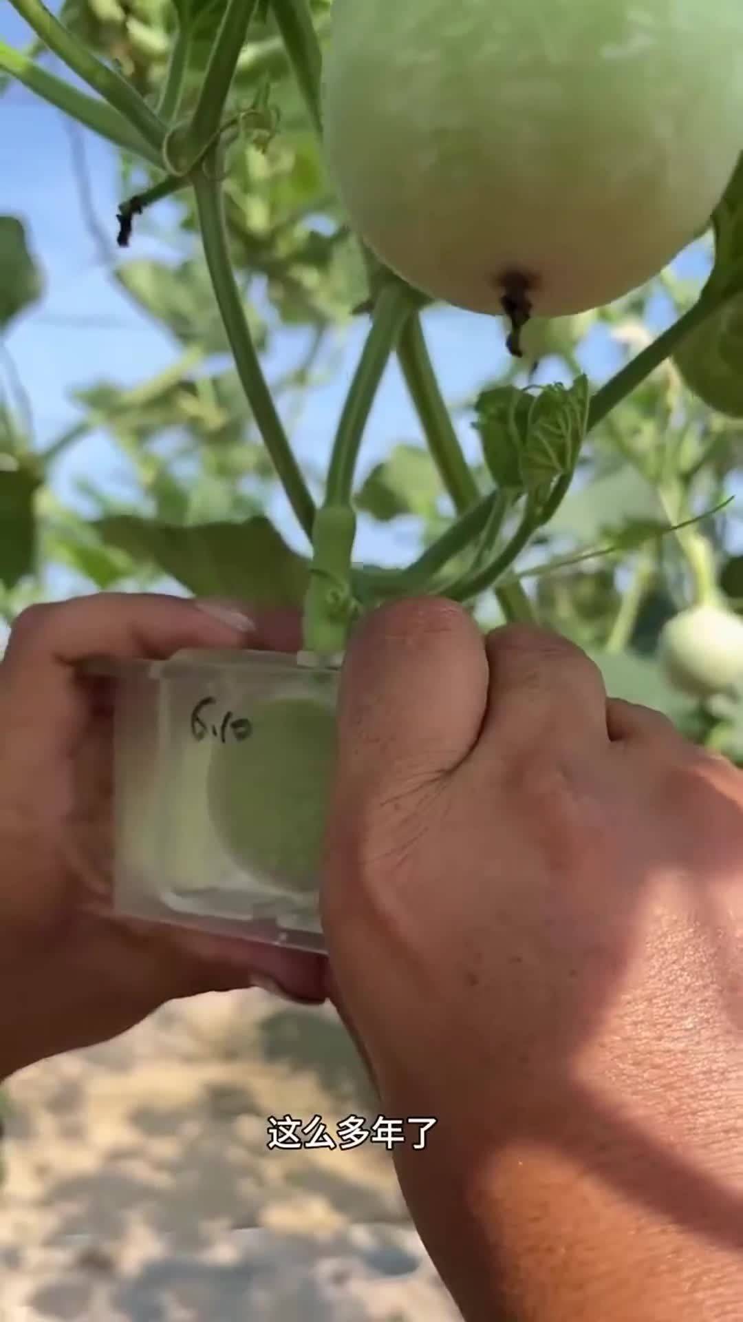 原来模型果子是这样制作出来的呀