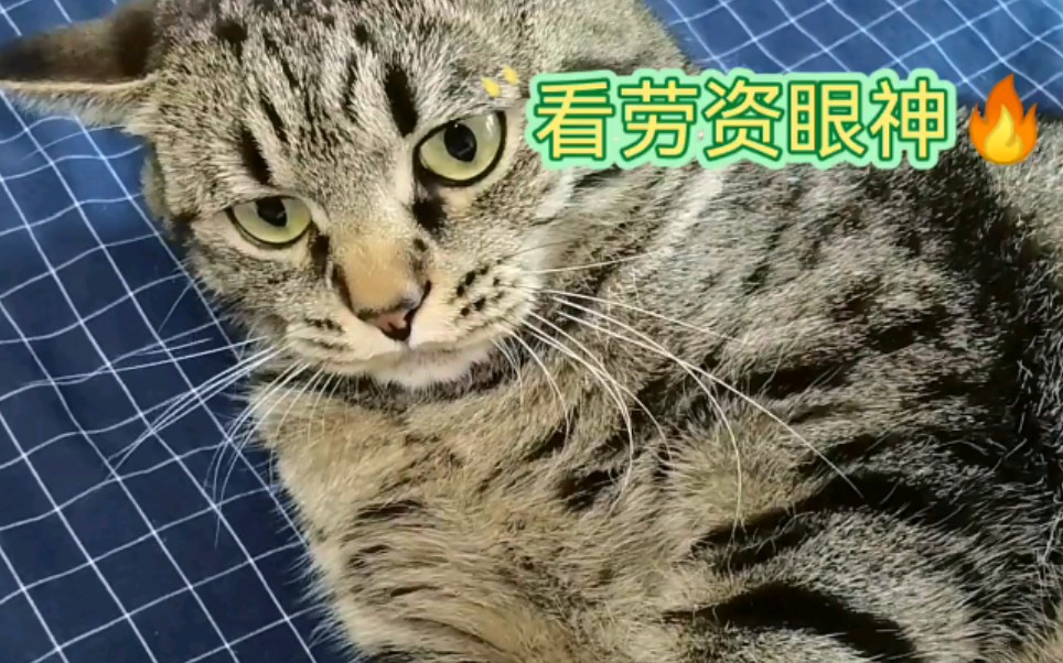 猫咪信任度测试【纯享版】