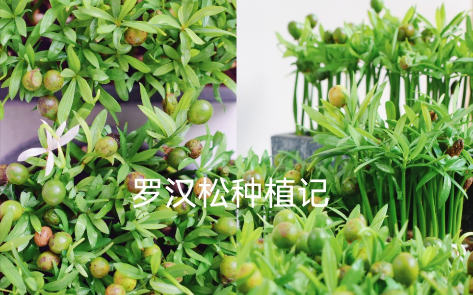 种一盆小森林,罗汉松种植