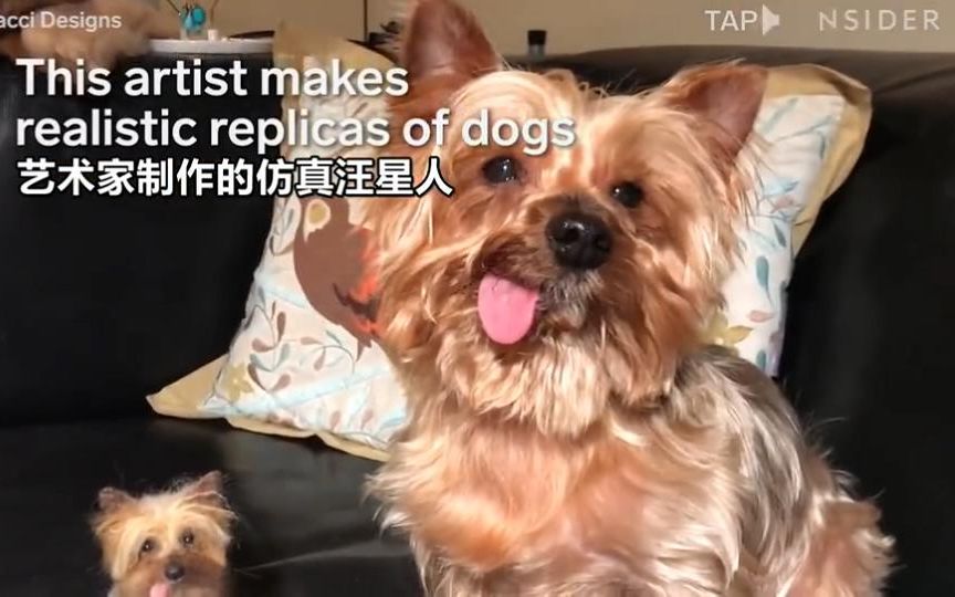 羊毛毡戳出来的袖珍狗狗:太像了!