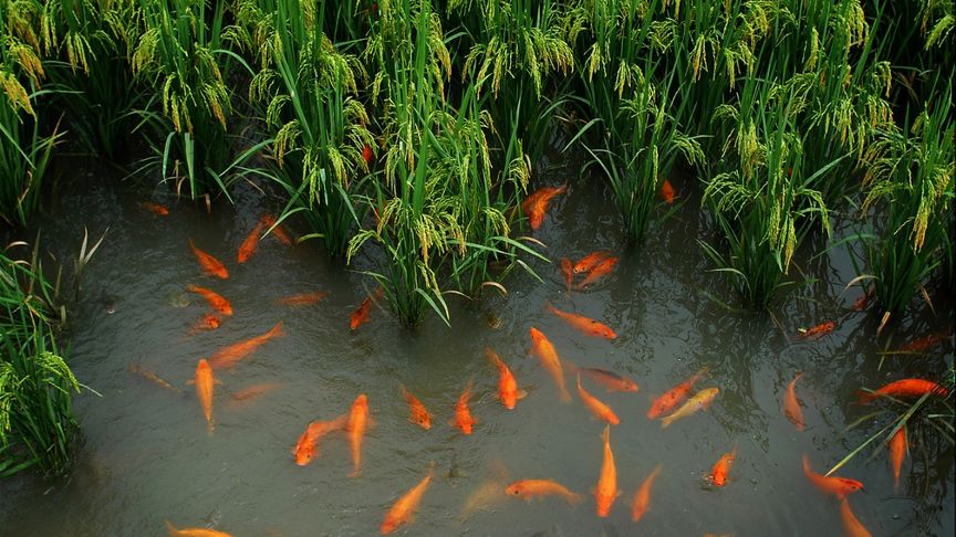 农业文化遗产-青田稻鱼共生系统