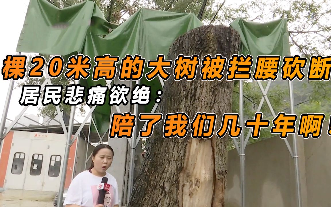 3棵20米高的大树被拦腰砍断!居民悲痛欲绝:陪了我们几十年啊!