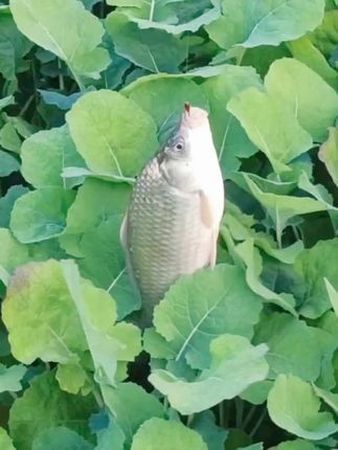 七星漂线组鱼线套装传统钓