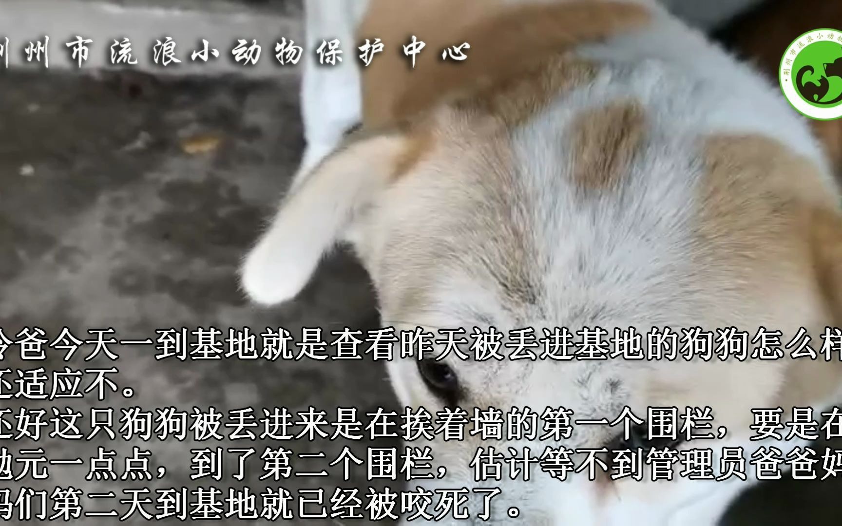 一起救助,猫房集体加垫褥/吃鸡里脊