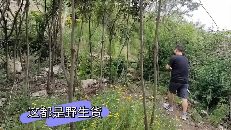 山村农民很多年没有管理的枇杷树,如今成变野生的,谁要随便摘!