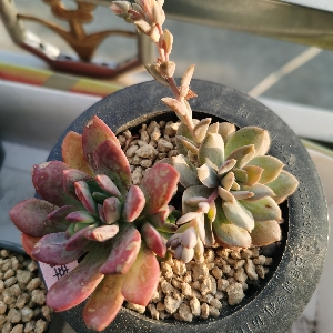聪宝宝15 