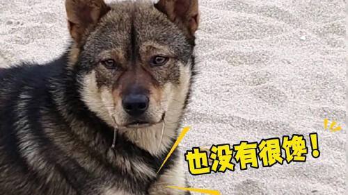 这些狗狗的搞笑天赋,绝对是天生的喜剧演员!