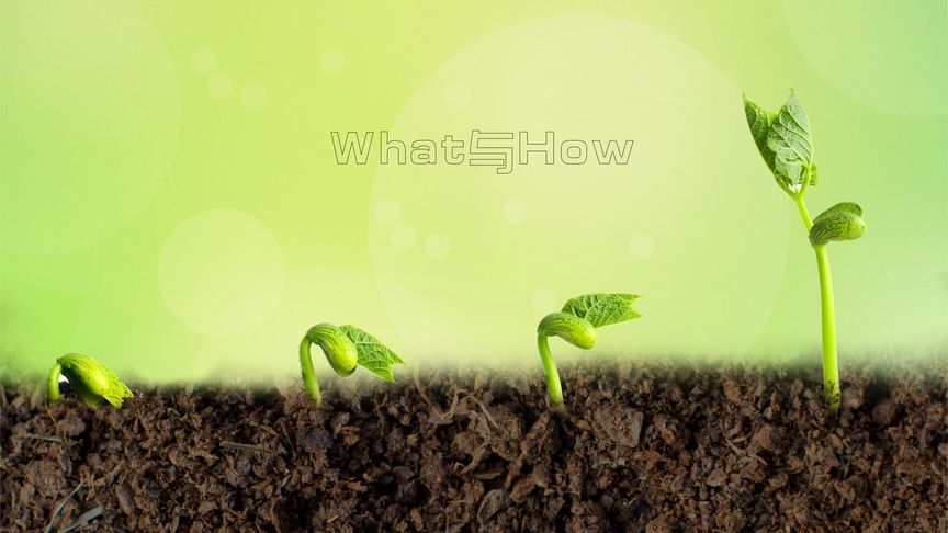 中考英语考点,选择题,what和how与to do的搭配问题