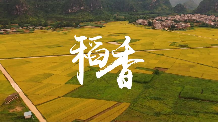 假如周杰伦的《稻香》在扶绥县昌平乡木民村千亩稻田拍mv