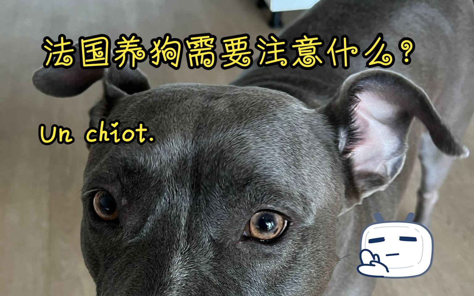 在法国养狗的日常|养狗需要注意什么?