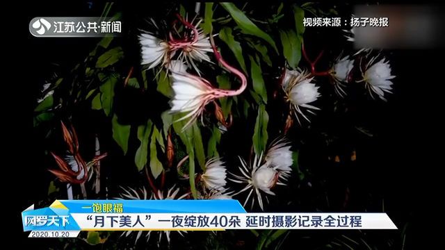 一饱眼福!“月下美人”昙花一夜绽放40朵,延时摄影记录全过程