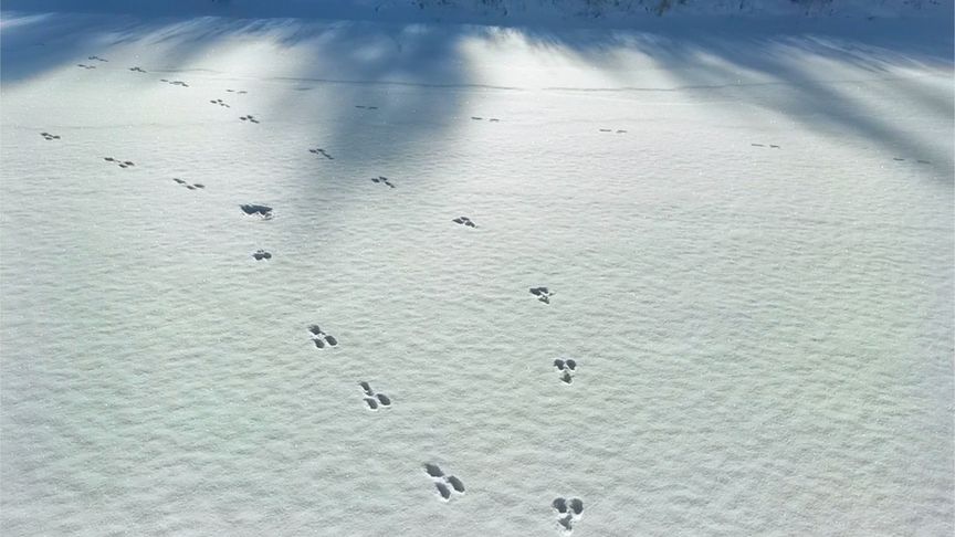 这是什么动物的脚印,零下二十度大山里的水还没有结冰,什么原因