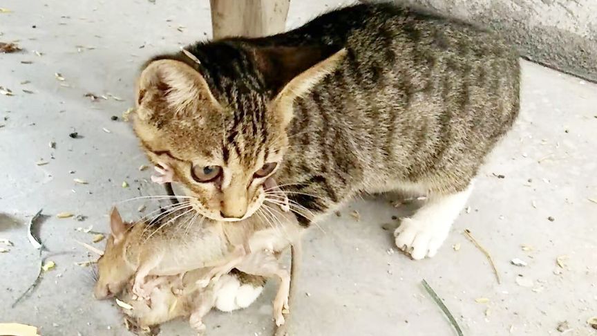 实拍2斤重小猫抓老鼠,1分钟之内抓2只,嘴里叼着2只还想抓第3只