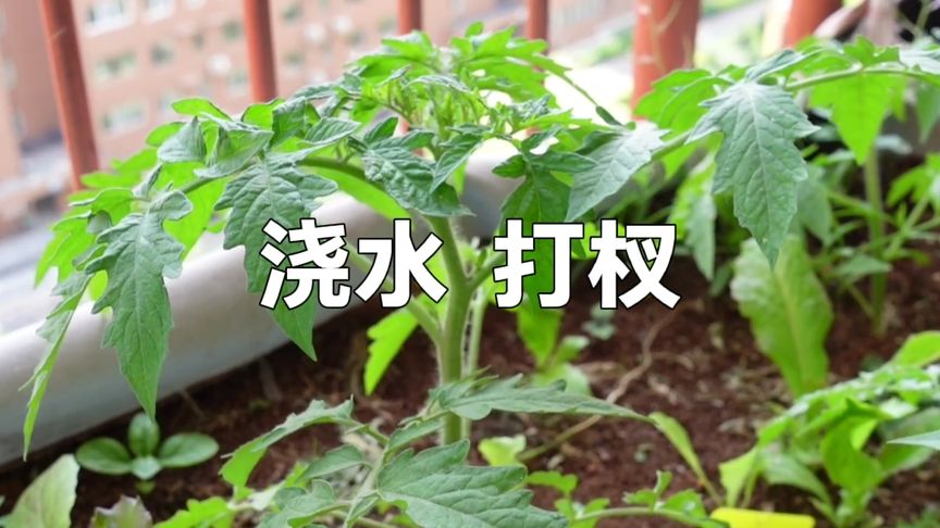 番茄移栽后浇水、打杈管理,以及种植箱的选择～