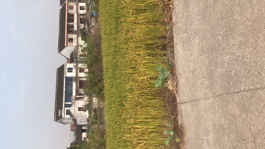 田园风光,今天太阳很大,水稻也成熟了,你们那边水稻成熟了么?