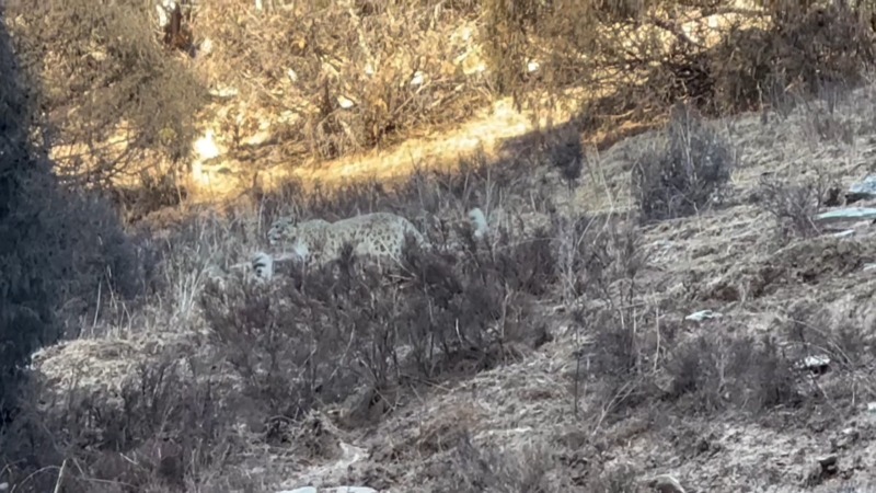 青海河南:再现"雪山之王" 牧民草场邂逅两只巡山雪豹