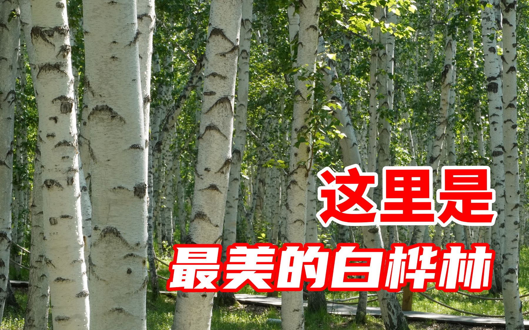 白桦林不再忧伤,因为这是额尔古纳最美的白桦林,它童话般地美好