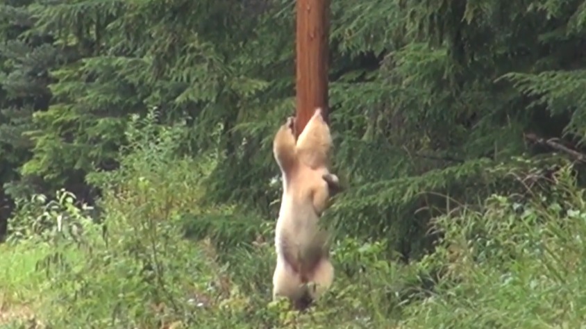 动物界奇葩的挠痒痒方式,像极了“老年迪斯科”#挠痒痒视频挠女朋友腰