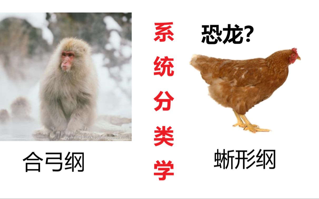 生物分类(下)系统演化树