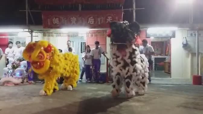 精彩的醒狮表演:超精彩的场面