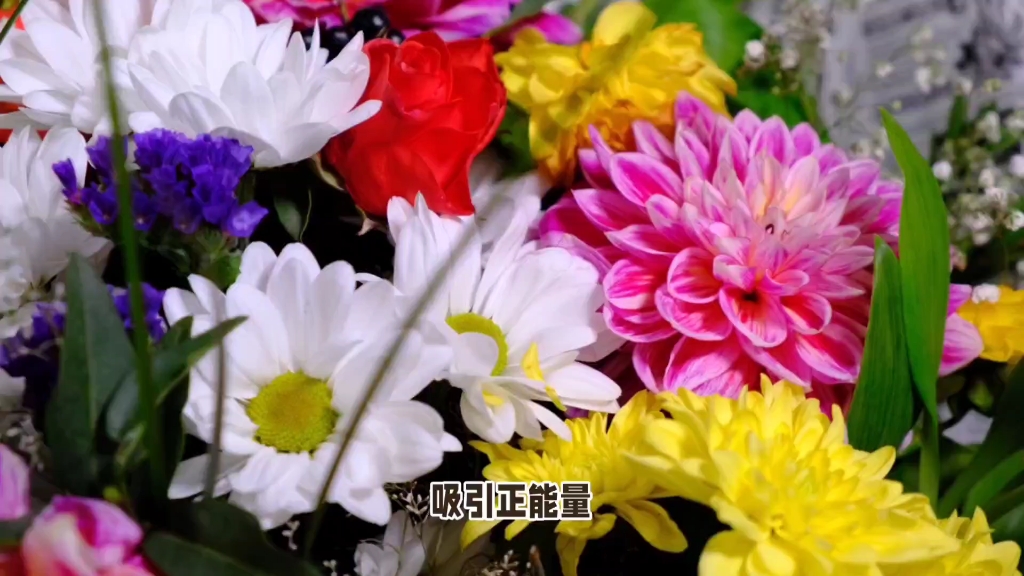 第七集花卉的三大功能
