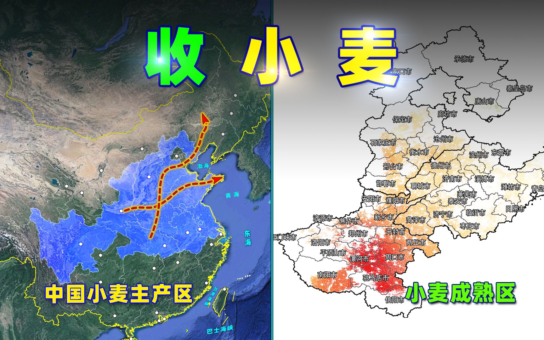 “收小麦路线图”出炉,你家小麦收的咋样了?