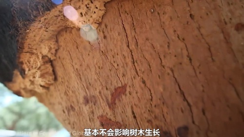 软木塞 软木塞是如何制作出来的