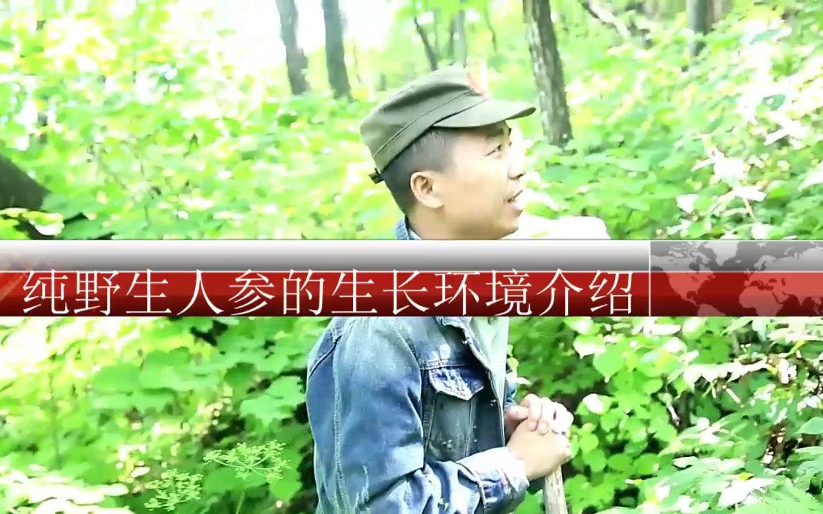 参娃狗慢讲解“野山参生长环境”,学会了可以去挖野山参~