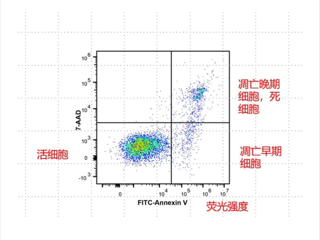 一站图看懂细胞凋亡检测结果