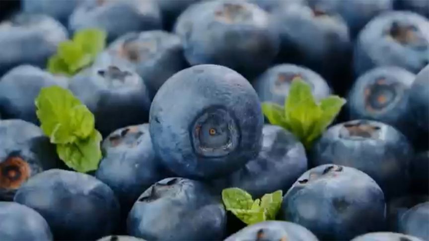 蓝莓价格大跳水!从200元一斤狂跌到8元,吃货们有福了