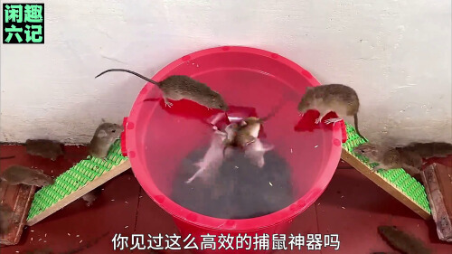 水桶制作捕鼠神器 老鼠一网打尽