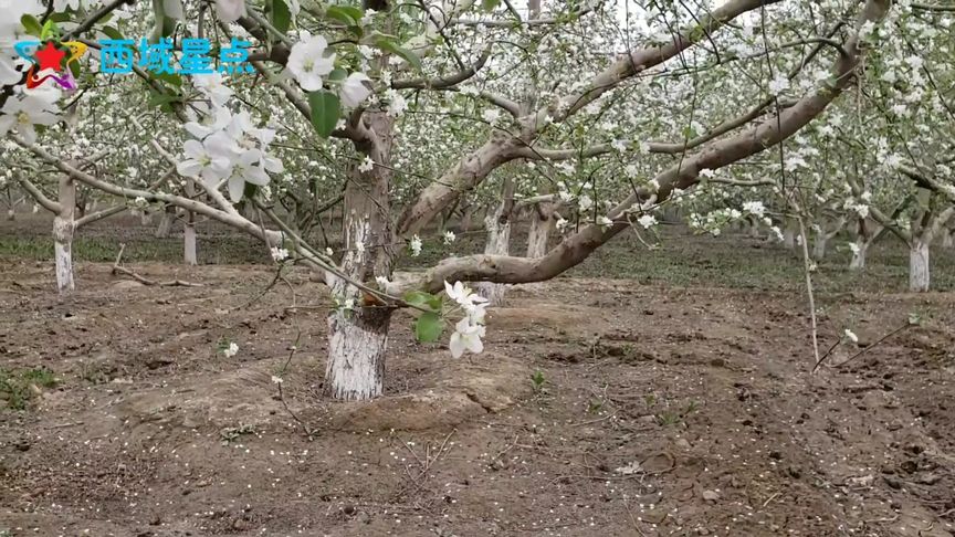 新疆阿克苏农家苹果树开花啦!百亩果园犹如花海一样,画面太美了