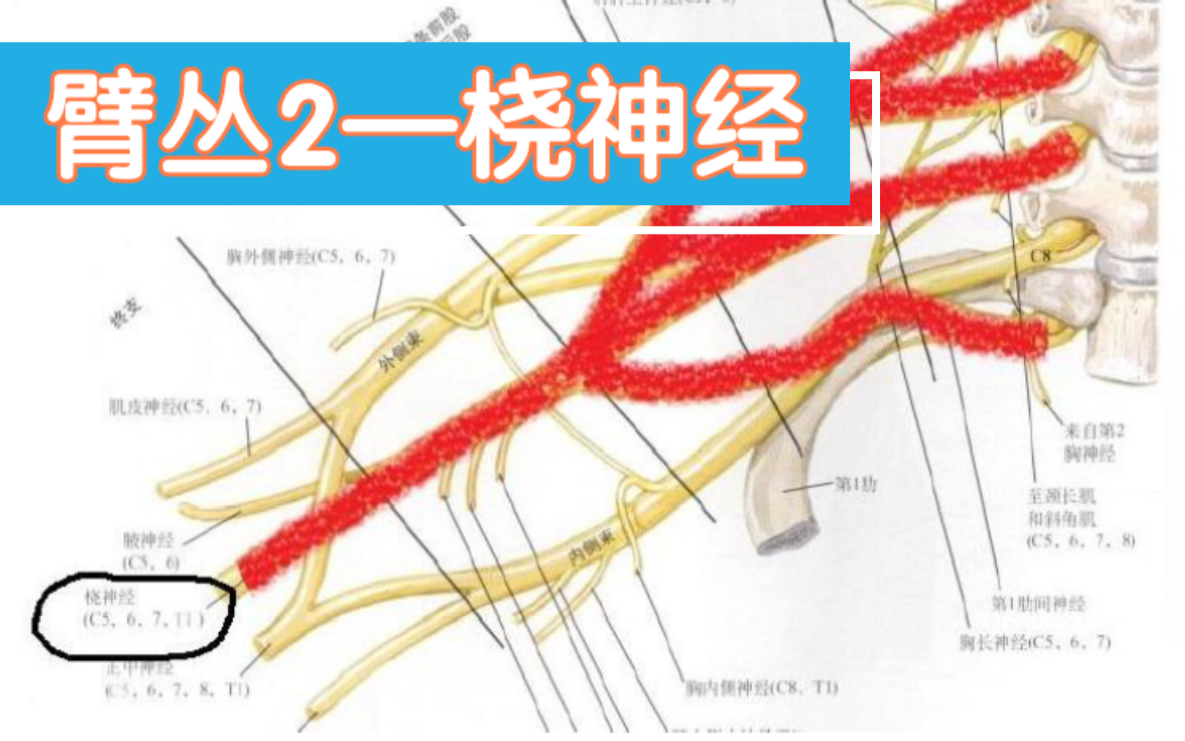 臂丛2—桡神经解剖及损伤,秀恩爱不会死得快,但可能引起“蜜月综合症...