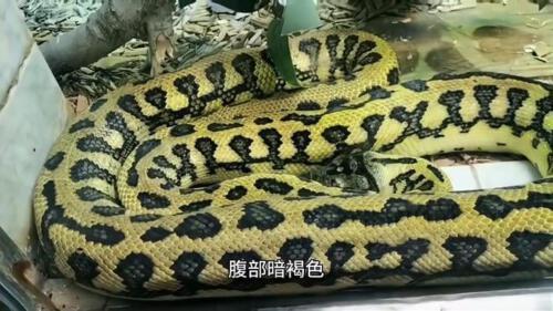 海洋巨蟒之谜离奇诡异事件