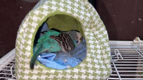 厚着脸皮要了几颗受精蛋给它孵