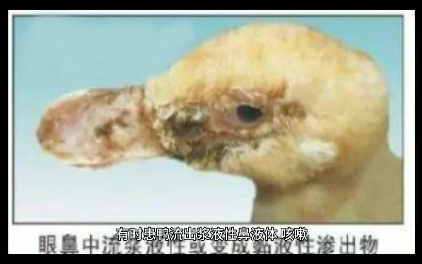 鸭子霉菌中毒有什么症状 什么原因导致鸭子霉菌中毒