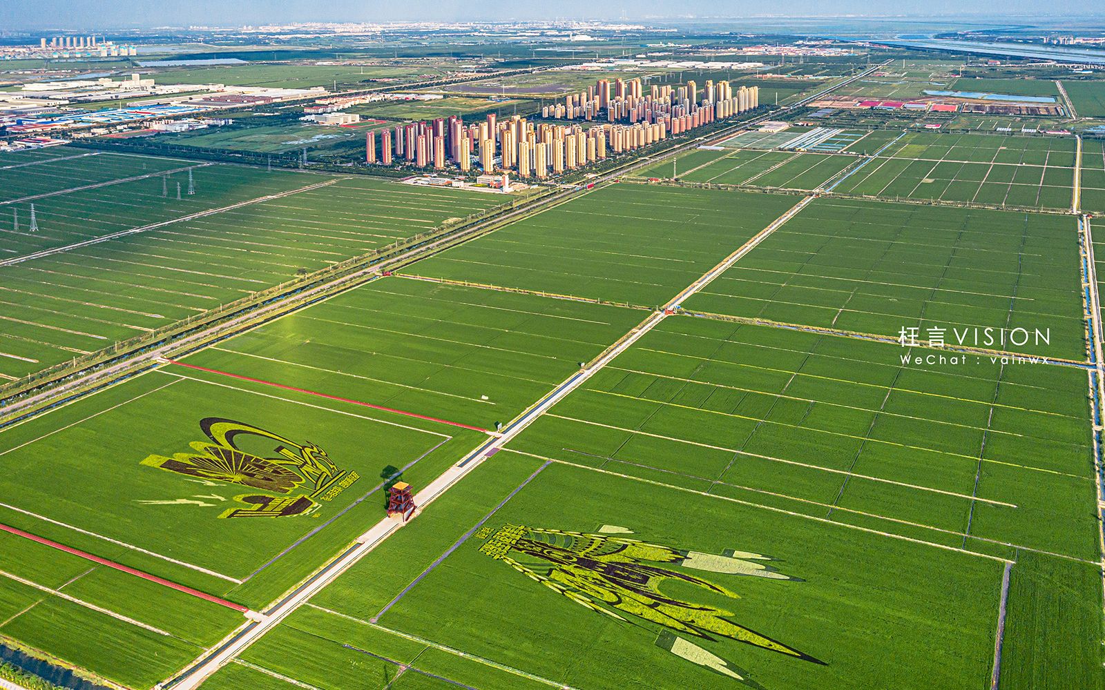 【枉言】王稳庄稻田