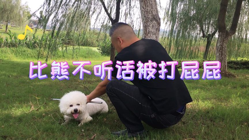 比熊不听话被打屁屁,假装害怕,我错了,下次我还敢～反正我不改