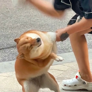 耳鼻喉科摸鱼小铭 