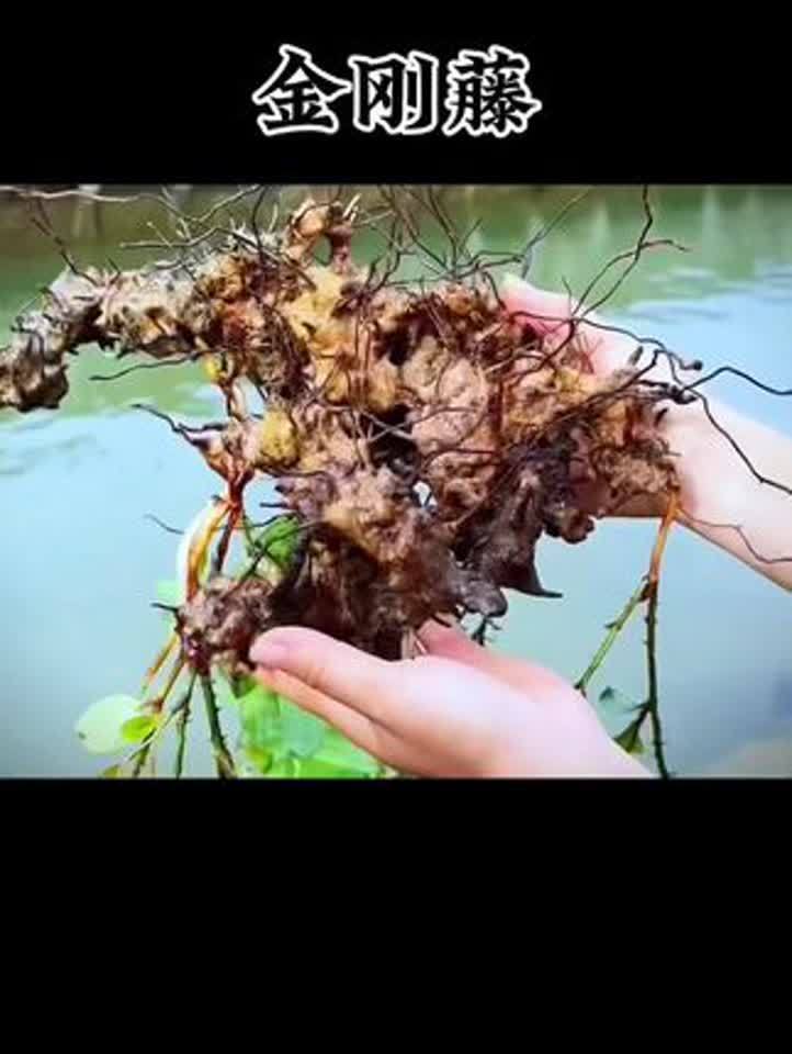 #金刚藤#识百草 #植物科普