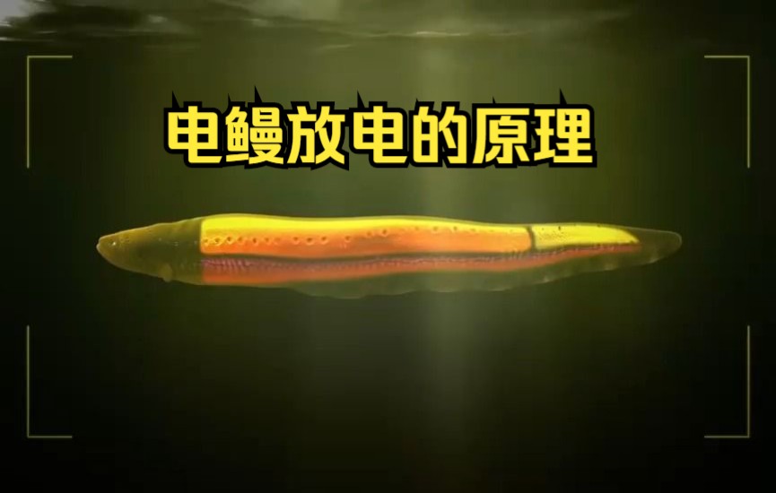 科普:电鳗为什么会放电?
