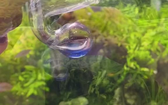 【水族】草缸二氧化碳浓度检测