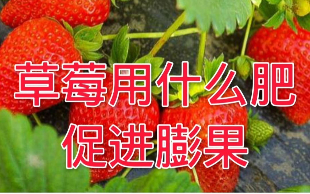 草莓用什么肥促进膨果?