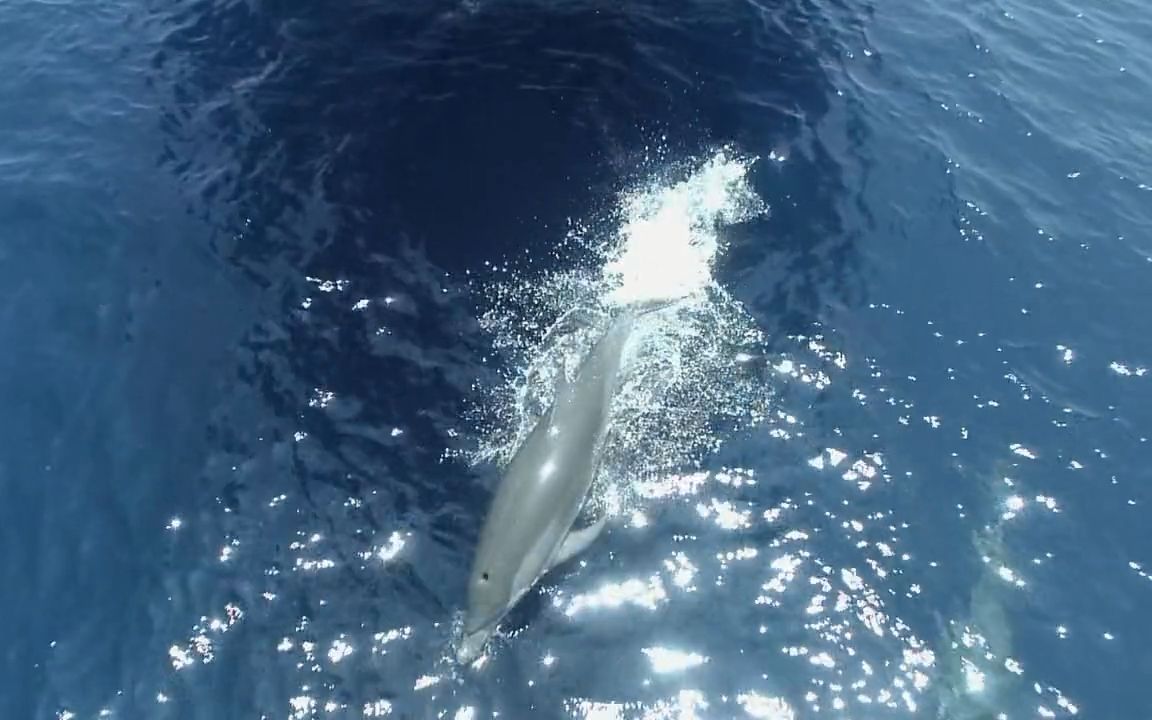 塑料海洋.A.Plastic.Ocean.2016.中英字幕.HDTV.720P.甜饼字幕组