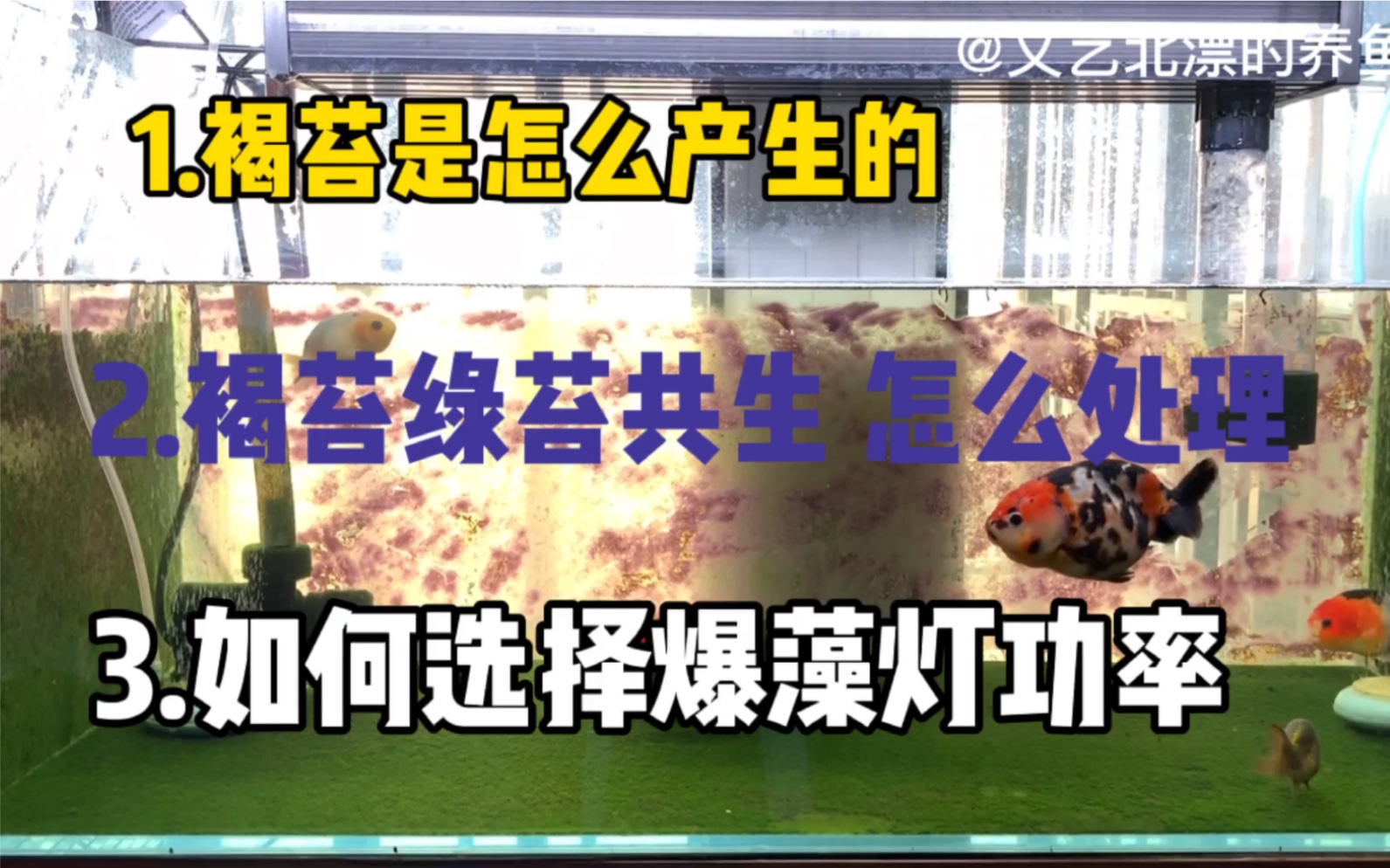 褐苔是如何产生的,褐苔绿苔共生怎么处理,如何选择爆藻灯功率