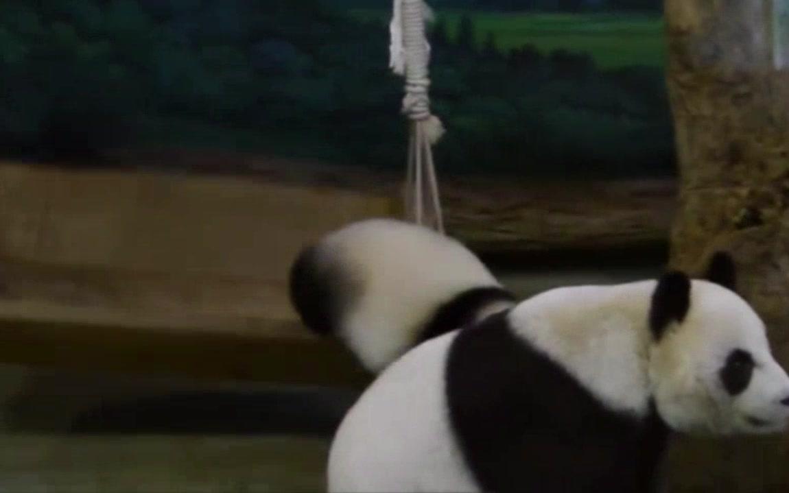 【滚滚系列】:天雷滚滚!滚滚,到底滚还是不滚。