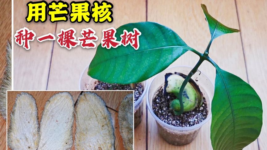 吃剩的芒果核不要扔,教你种出一棵芒果树!超简单有趣一学就会～